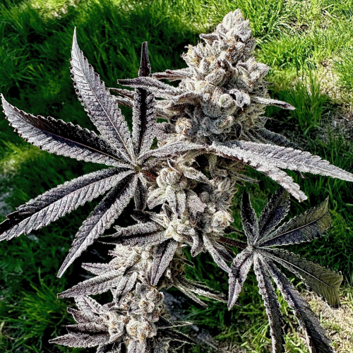 Drippin’ Aint Eazy Strain Info / Drippin’ Aint Eazy Weed By Exotic ...