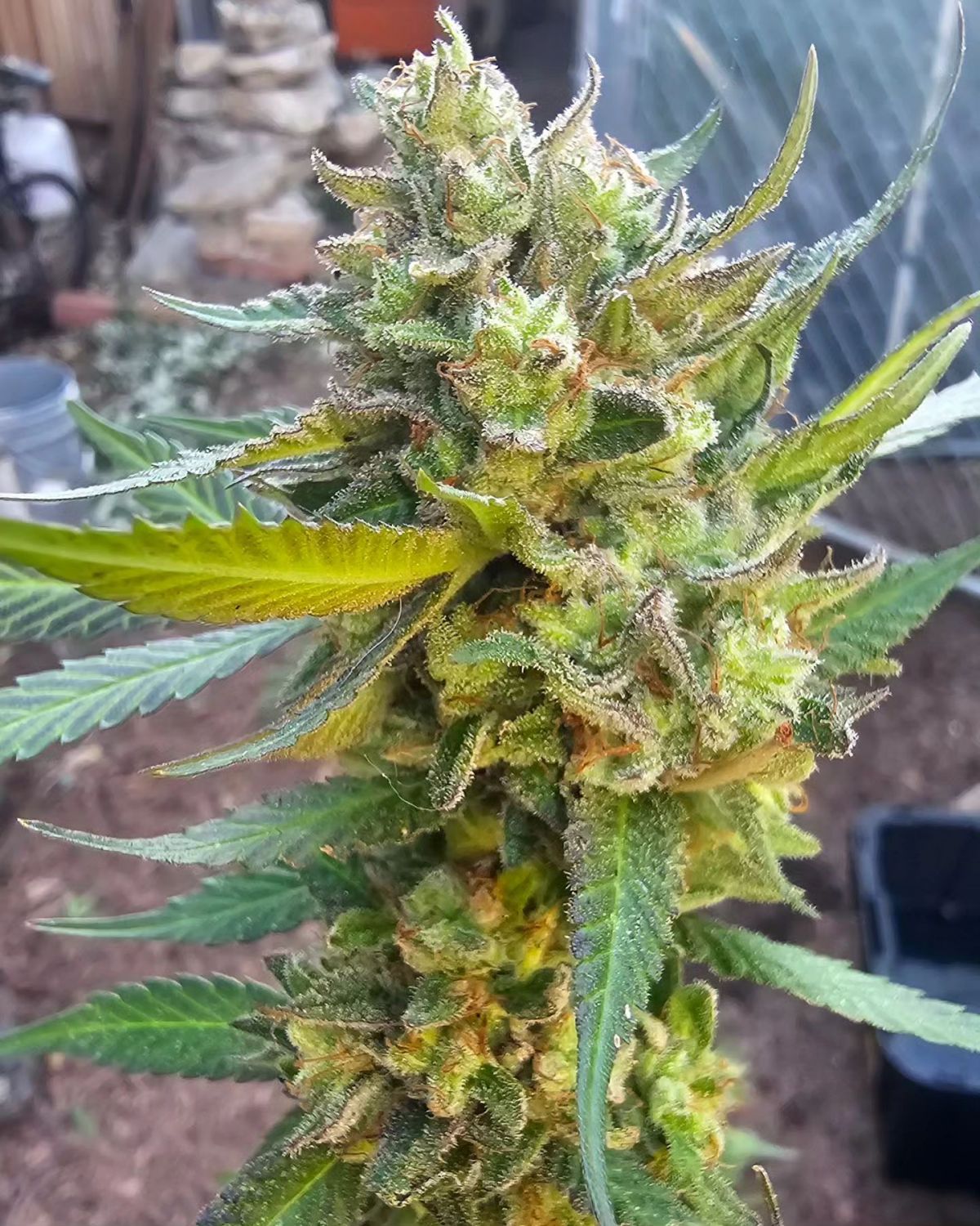 Pink Marshmallow Strain Info / Pink Marshmallow Weed By Bloom Seed Co ...