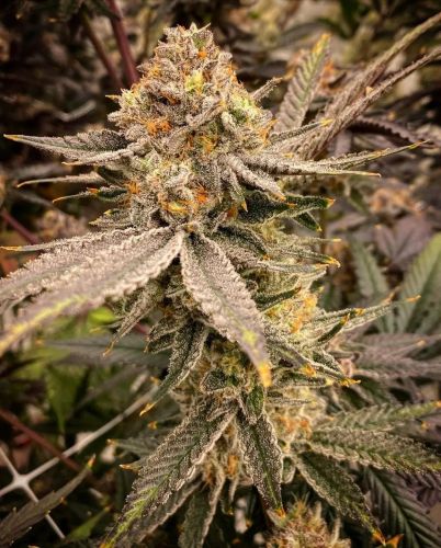 Guava Cream Strain Info / Guava Cream Weed By Bloom Seed Co - GrowDiaries