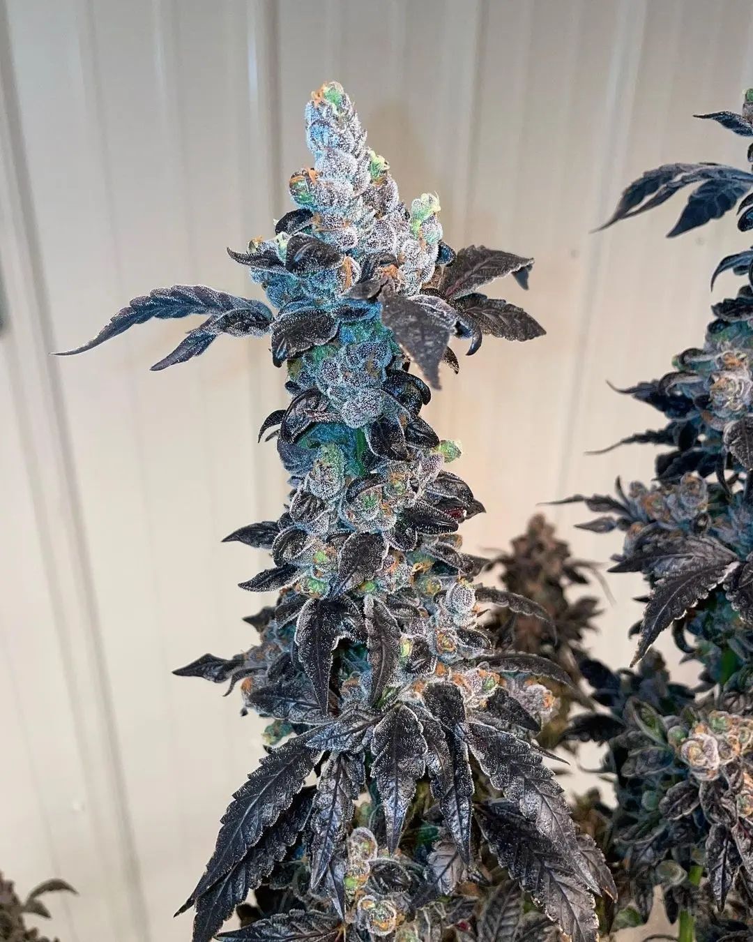 Riff Tree Strain Info / Riff Tree Weed By Bloom Seed Co - GrowDiaries