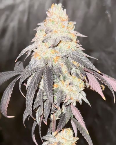 Full Melt Strain Info / Full Melt Weed By Bloom Seed Co - GrowDiaries