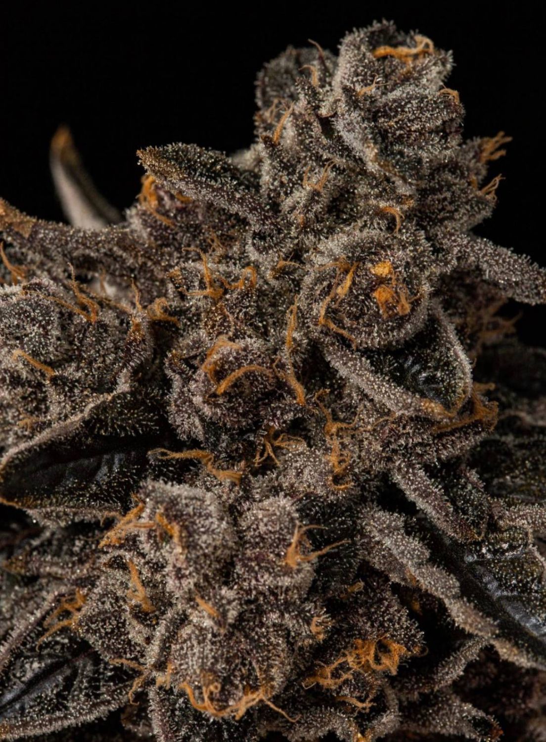 Gary Eyez Strain Info / Gary Eyez Weed By Seed Junky Genetics - GrowDiaries