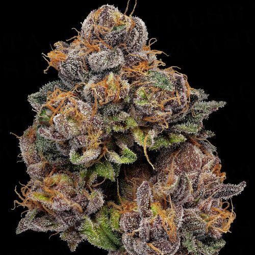 Acai Gelato x Sherb Bx1 Strain Info / Acai Gelato x Sherb Bx1 Weed By ...