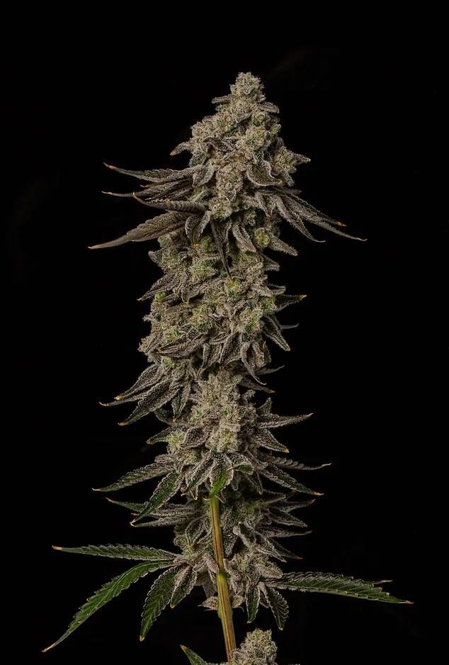 Alien Cookies x Kush Mints Strain Info / Alien Cookies x Kush Mints ...
