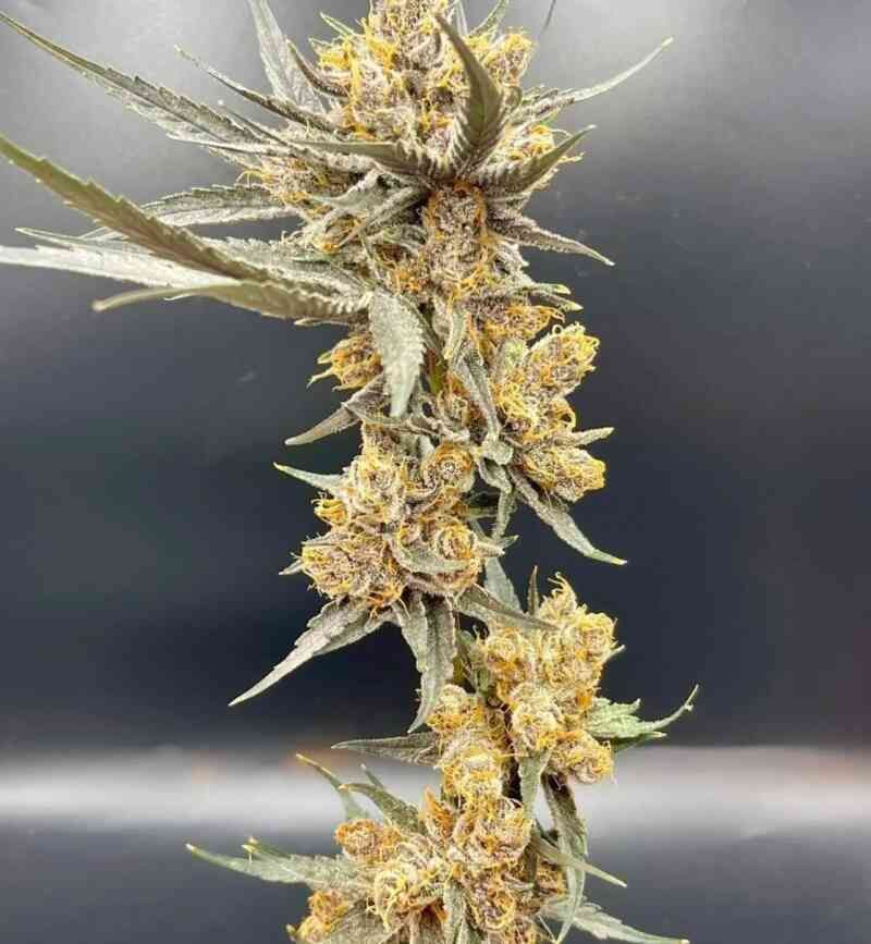 Cherry Whip Strain Info / Cherry Whip Weed By In House Genetics ...