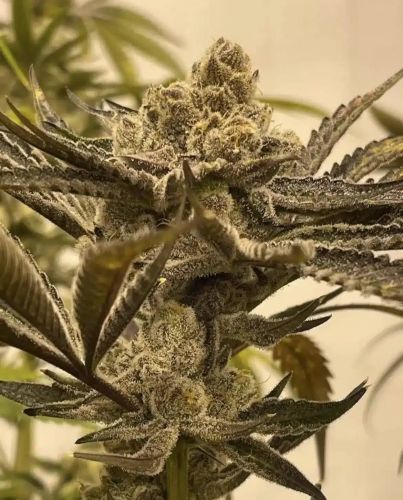 Glazed Pastries Strain Info / Glazed Pastries Weed By In House Genetics ...