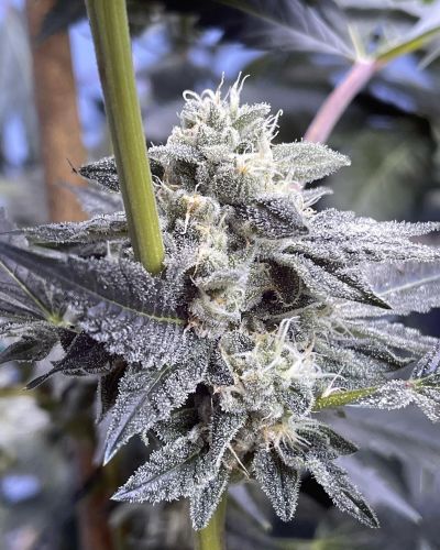 Fiddle Faddle Strain Info / Fiddle Faddle Weed By Thug Pug Genetics ...