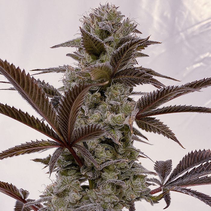 Dirty Squirt Strain Info / Dirty Squirt Weed By Solfire Gardens - GrowDiaries
