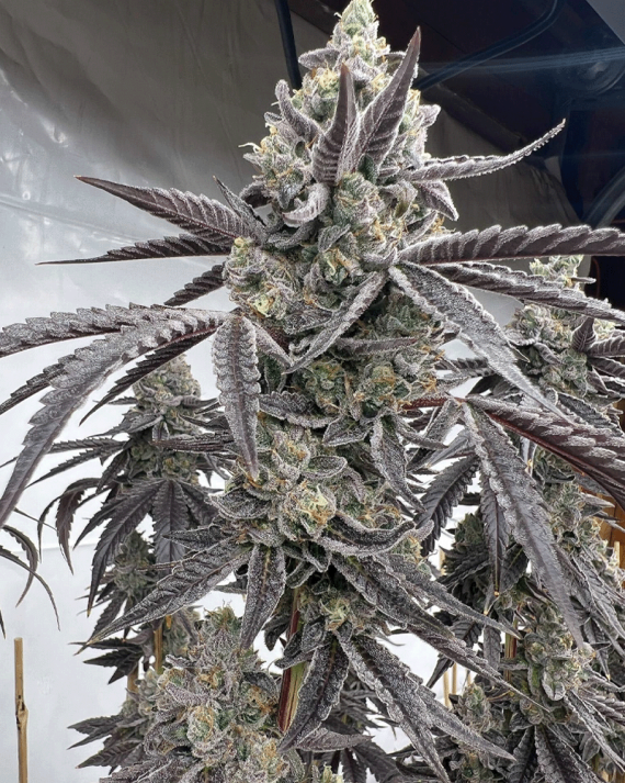 Banana Clipz Strain Info / Banana Clipz Weed By Solfire Gardens - GrowDiaries