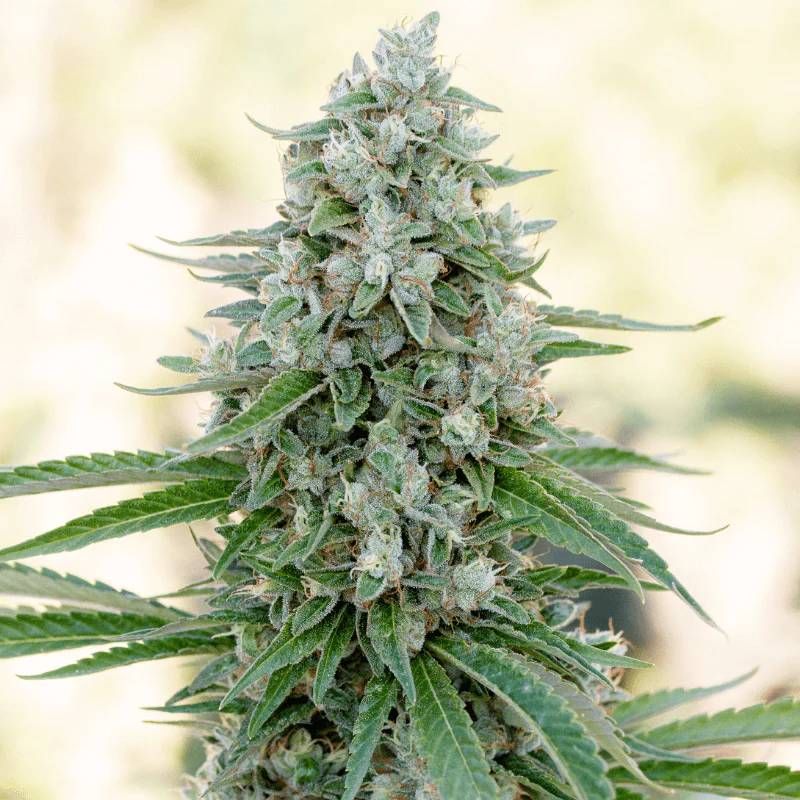 Critical Mango Strain Info / Critical Mango Weed By Silent Seeds ...
