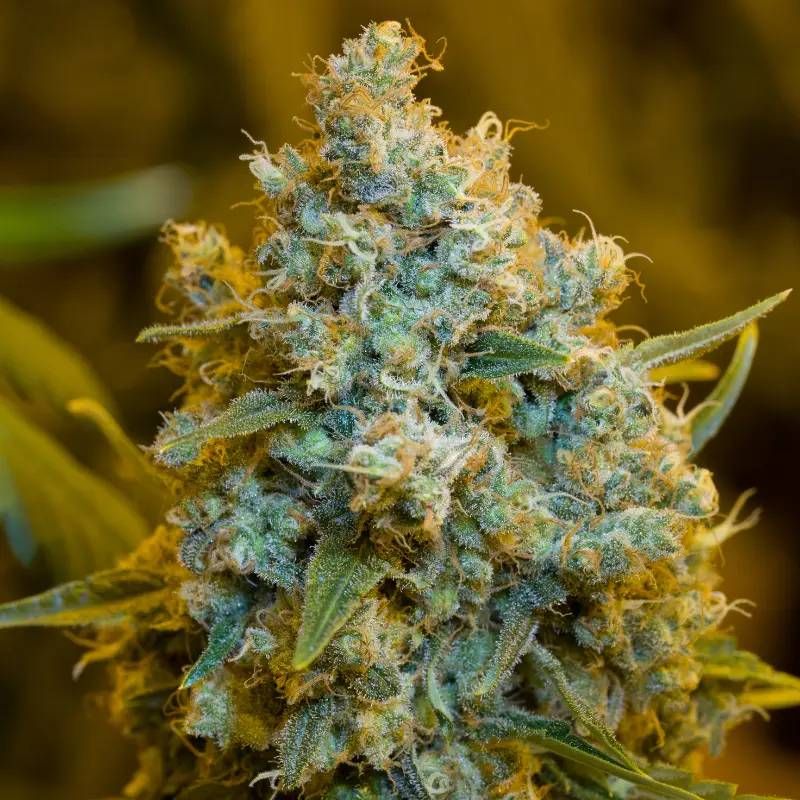 Critical Jack Strain Info / Critical Jack Weed By Silent Seeds ...