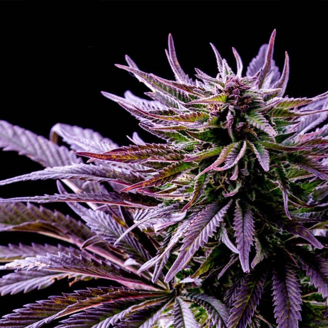 Gushcake Strain Info / Gushcake Weed By Nasha Genetics - GrowDiaries
