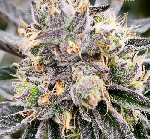 Apple Gushers Strain Info / Apple Gushers Weed By Nasha Genetics ...