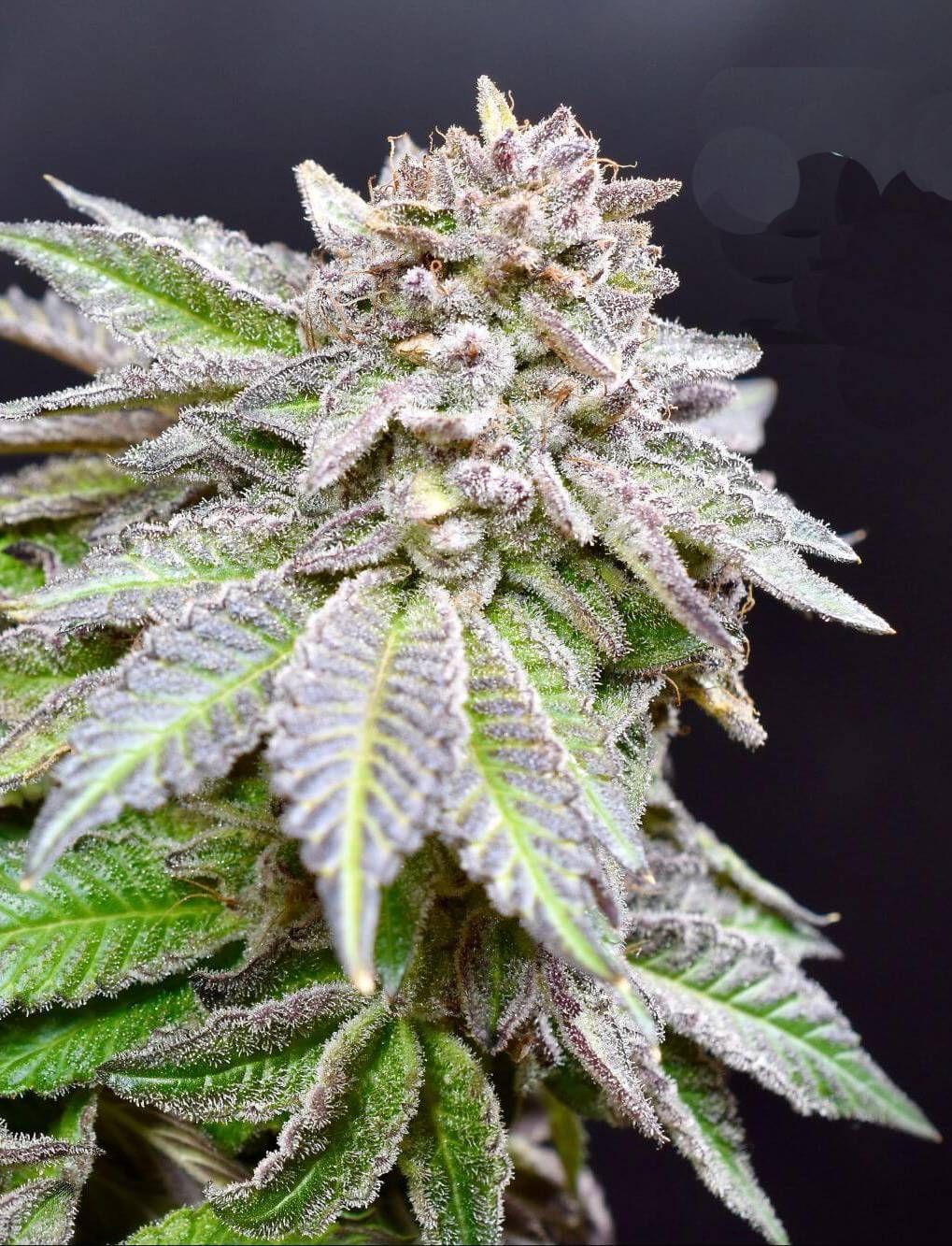 Miracle Gushers Strain Info / Miracle Gushers Weed By Nasha Genetics ...