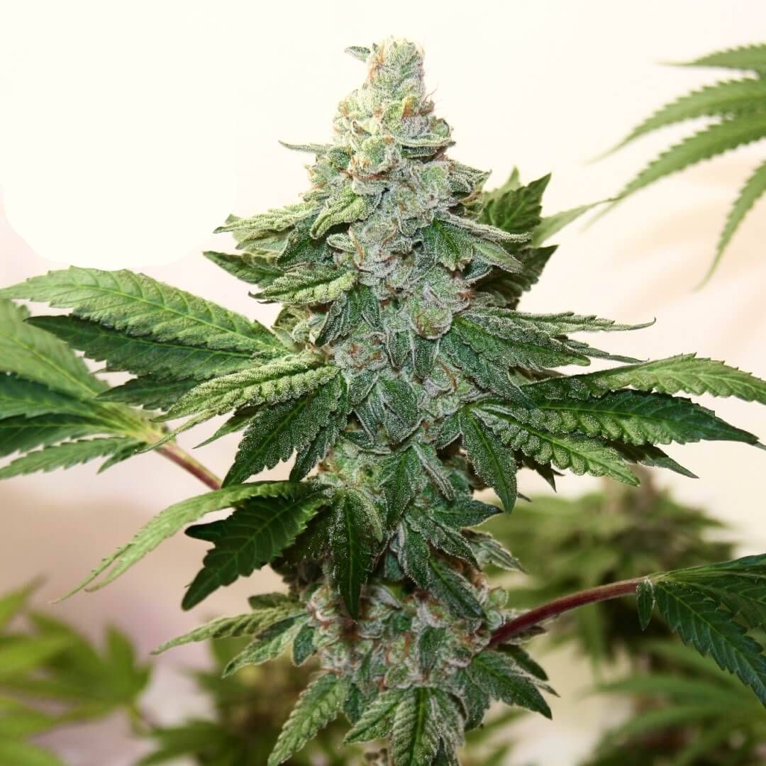 Trutti Frutti Strain Info / Trutti Frutti Weed By Nasha Genetics ... Trutti Frutti Strain Info / Trutti Frutti Weed By Nasha Genetics ...