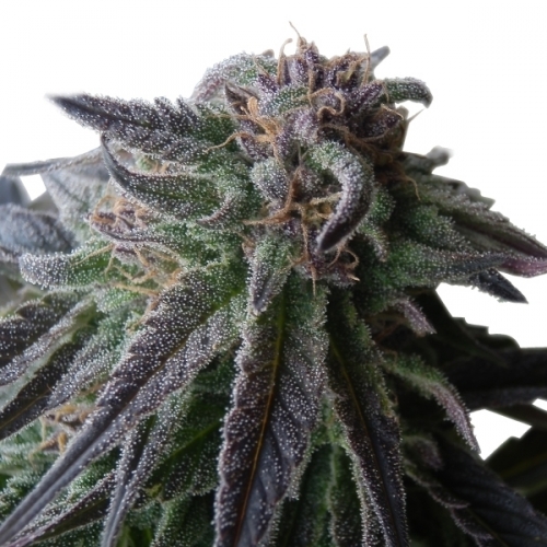 Special Queen #1 Strain Info / Special Queen #1 Weed By Royal Queen ...