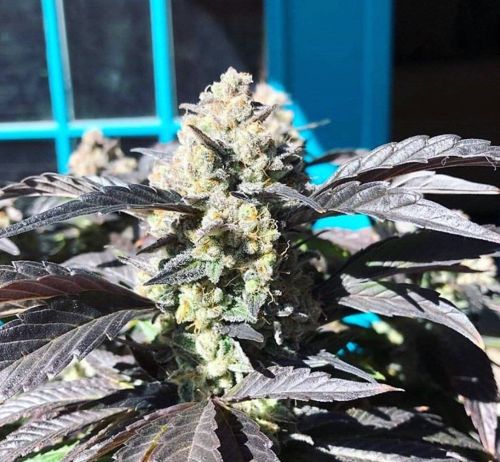 Pan Dragon Strain Info / Pan Dragon Weed By Dragons Flame Genetics ...