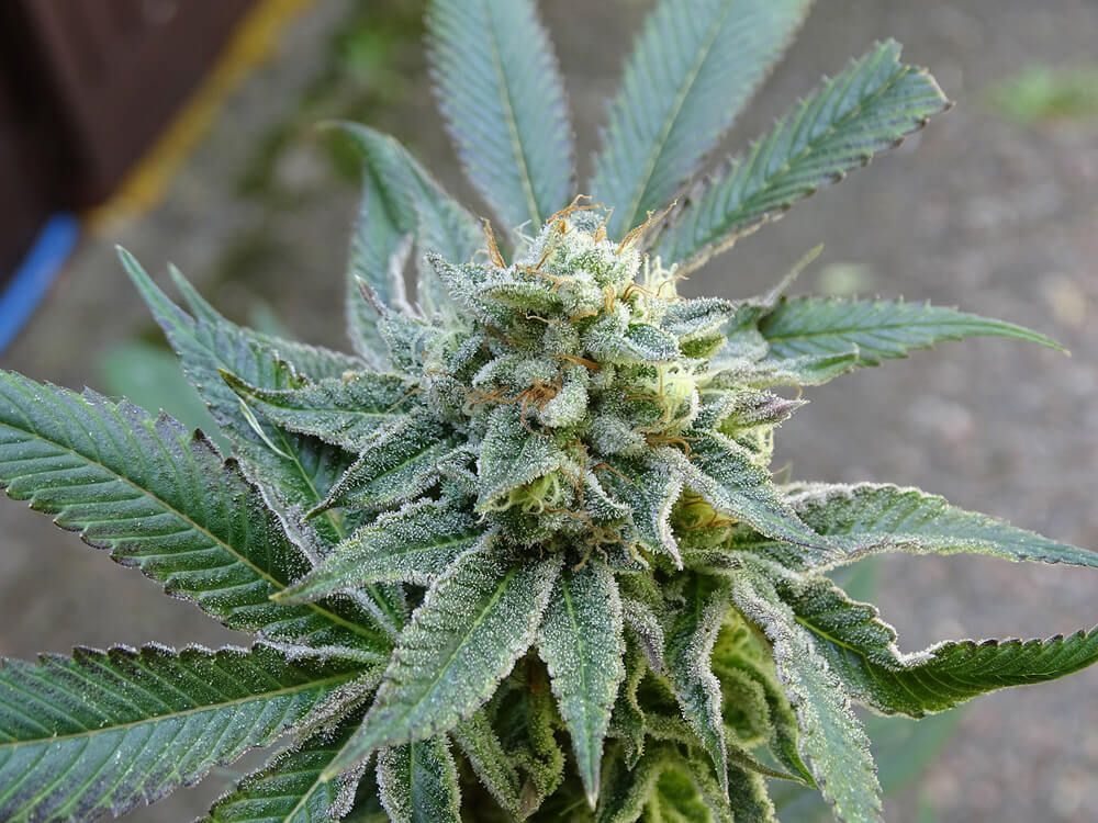 River OG Strain Info / River OG Weed By Silver River Seeds - GrowDiaries