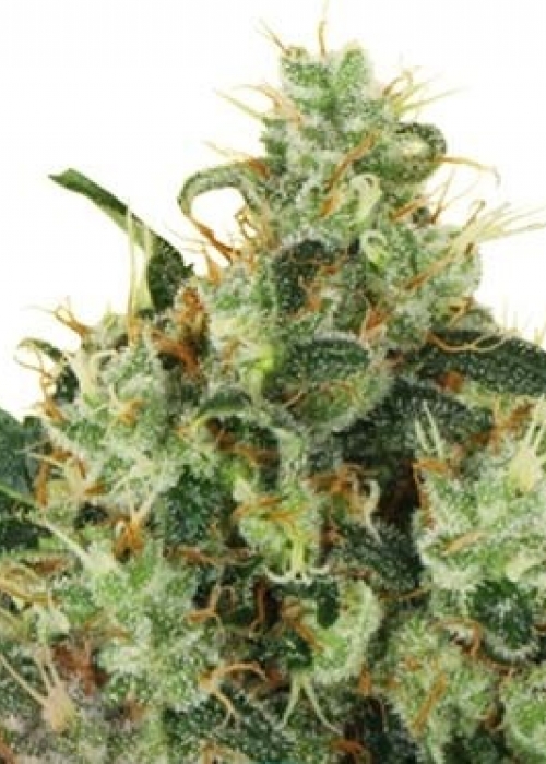 Medical Mass Strain Info / Medical Mass Weed By Royal Queen Seeds ...