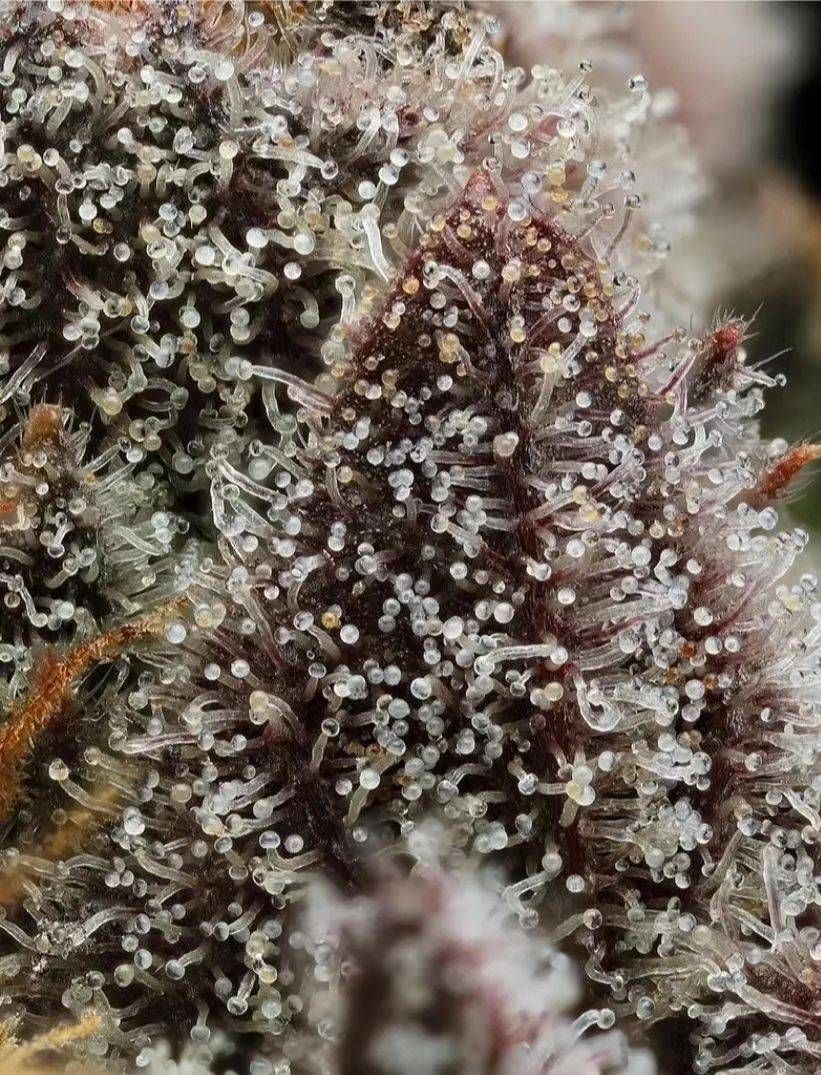 Paranoid Android Strain Info / Paranoid Android Weed By Terp fi3nd ...