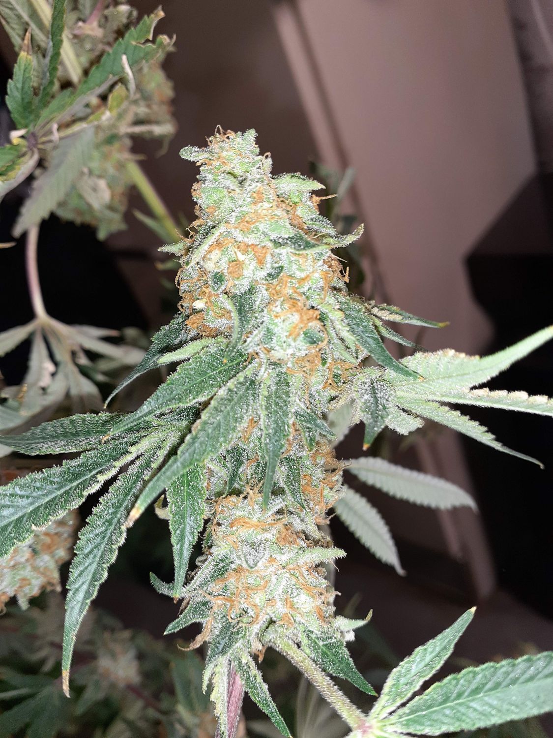 Drunken Bitch Slaps Strain Info / Drunken Bitch Slaps Weed By Aeque ...