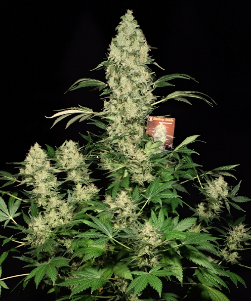 AK 47 Strain Info / AK 47 Weed By Serious Seeds - GrowDiaries