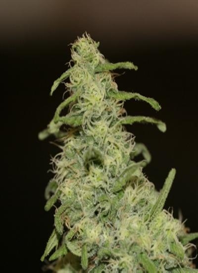 Flower Power Strain Info / Flower Power Weed By Barney's Farm - GrowDiaries