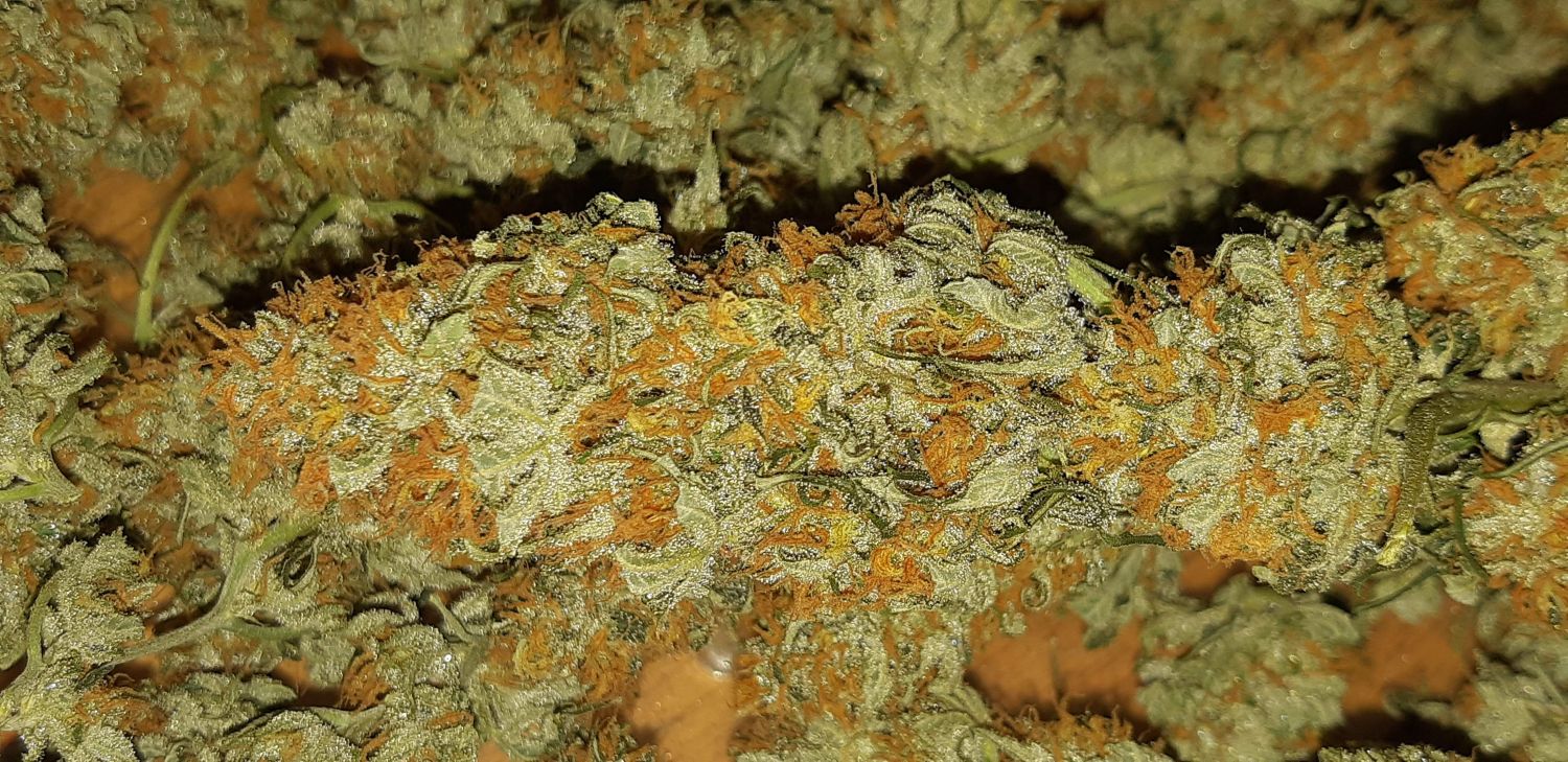 Super Skunk Strain Info / Super Skunk Weed By Sensi Seeds - GrowDiaries