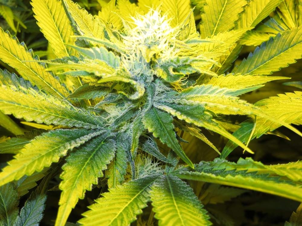 OG Kush Strain Info / OG Kush Weed By Dinafem - GrowDiaries