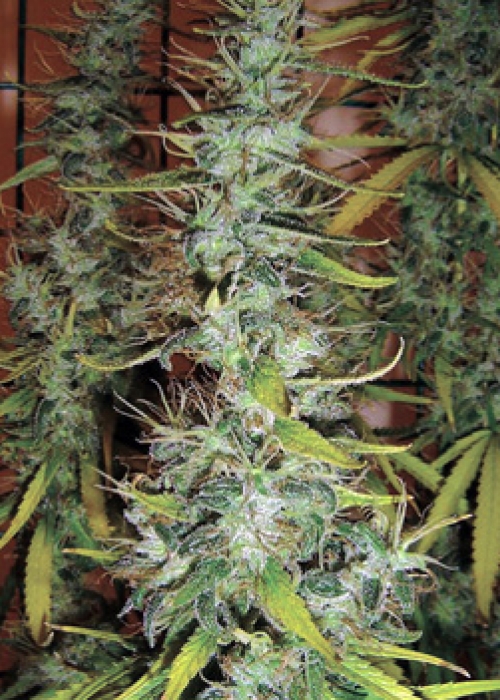 Skunk no.1 Strain Info / Skunk no.1 Weed By Spliff Seeds - GrowDiaries