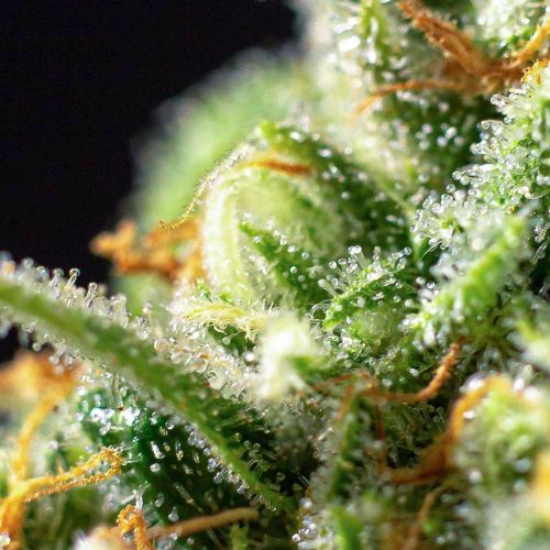 Chocolope Strain Info / Chocolope Weed By DNA Genetics - GrowDiaries