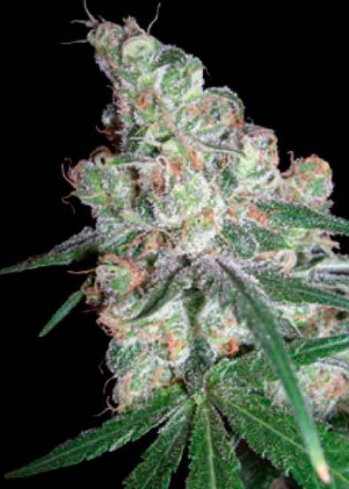 Chocolope Strain Info / Chocolope Weed By DNA Genetics - GrowDiaries
