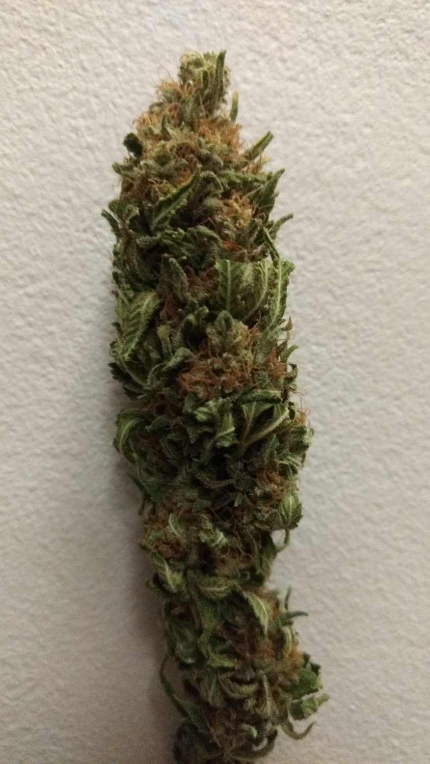 Critical Sensi Star Strain Info / Critical Sensi Star Weed By Delicious ...