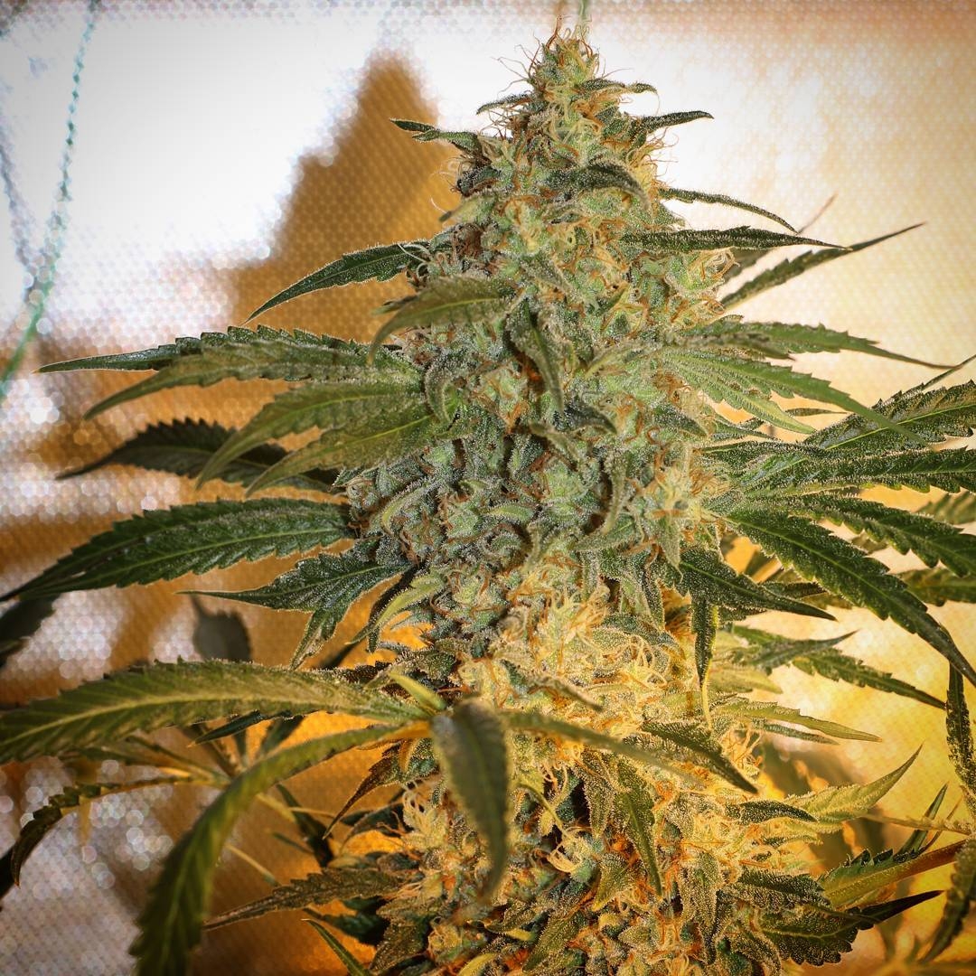 Brooklyn Mango Strain Info / Brooklyn Mango Weed By Dr. Underground ...