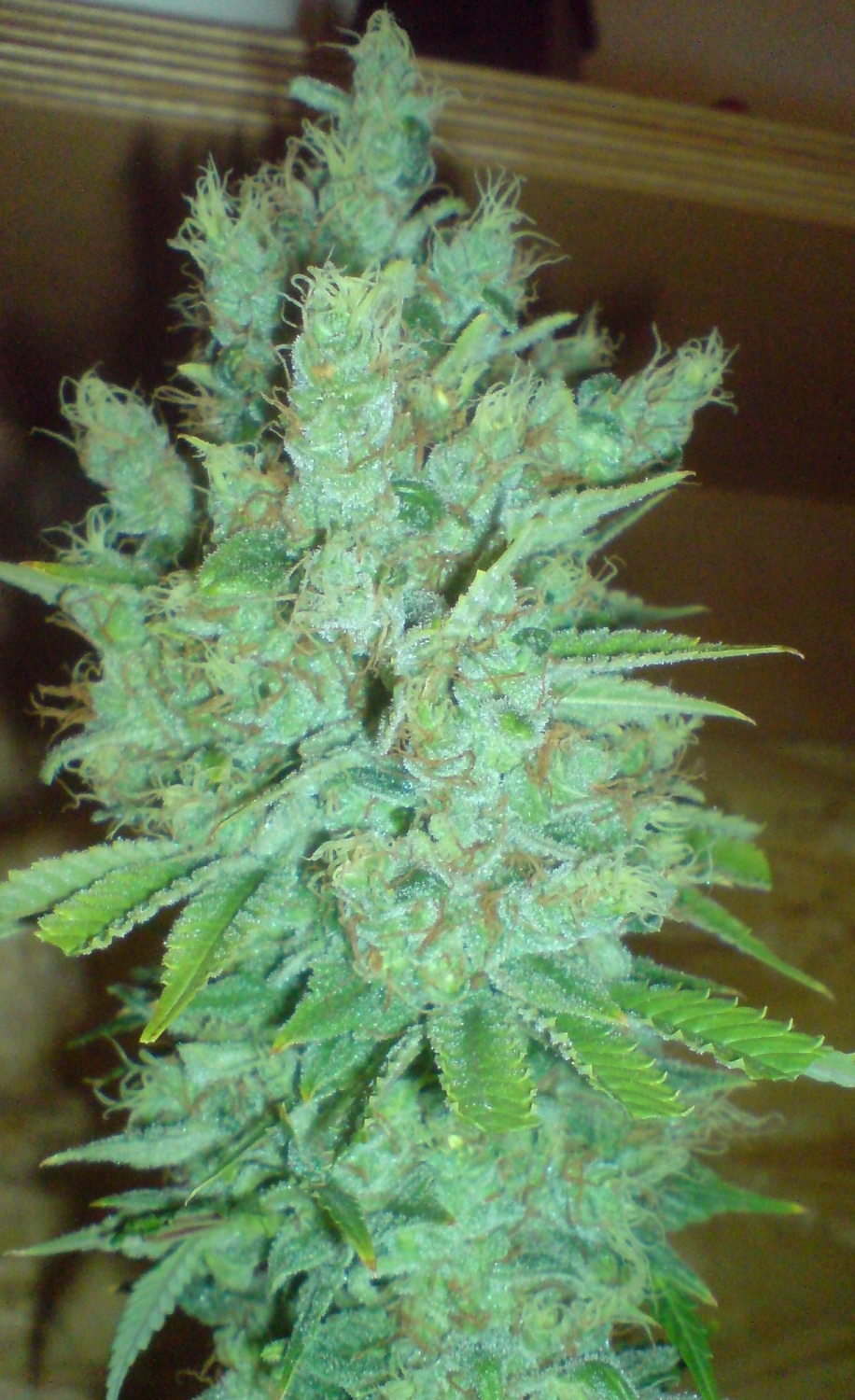Blue Cheese Automatic Strain Info / Blue Cheese Automatic Weed By Big ...