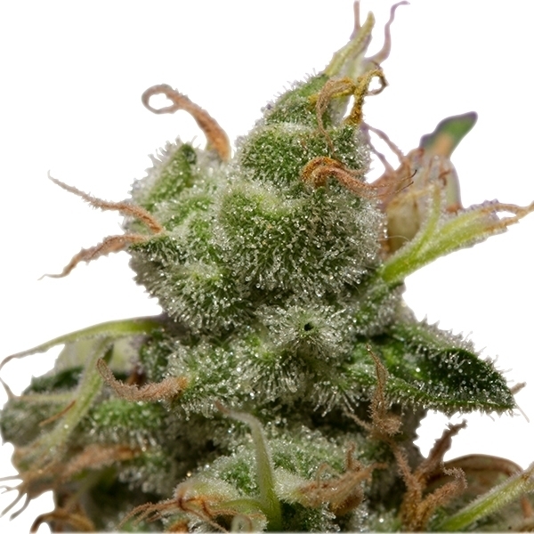 ICE Strain Info / ICE Weed By Royal Queen Seeds - GrowDiaries