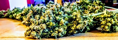 White Widow Strain Info / White Widow Weed By Royal Queen Seeds ...
