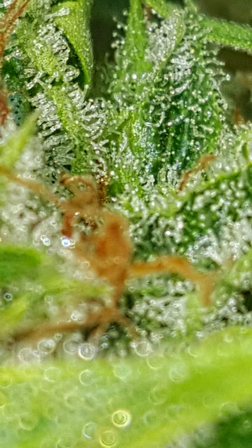 Royal Creamatic Strain Info / Royal Creamatic Weed By Royal Queen Seeds ...