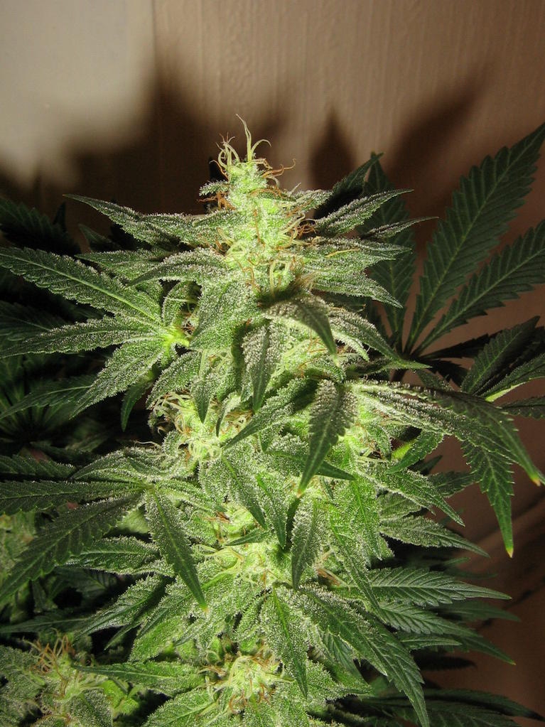 White Widow Strain Info / White Widow Weed By Dutch Passion - GrowDiaries