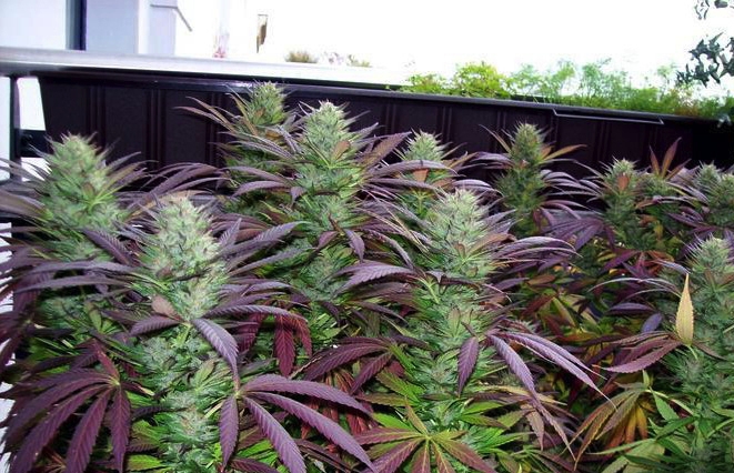 White Widow Strain Info / White Widow Weed By Dutch Passion - GrowDiaries