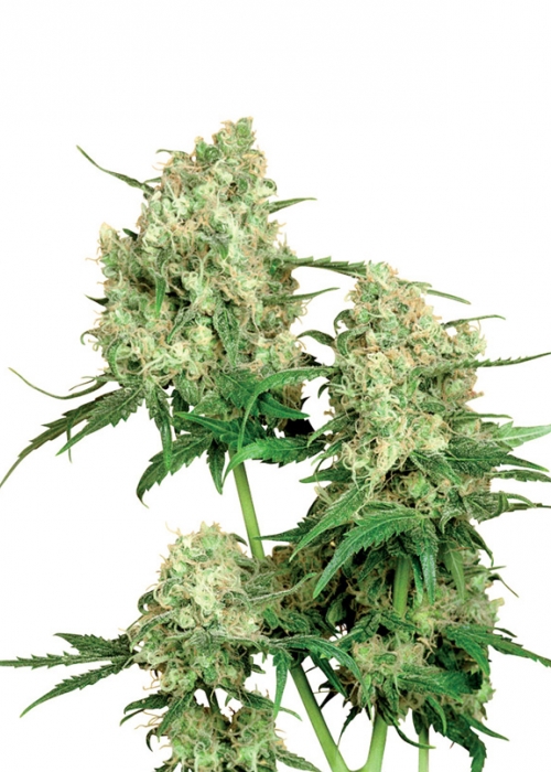 Maple Leaf Indica Strain Info / Maple Leaf Indica Weed By Sensi Seeds ...