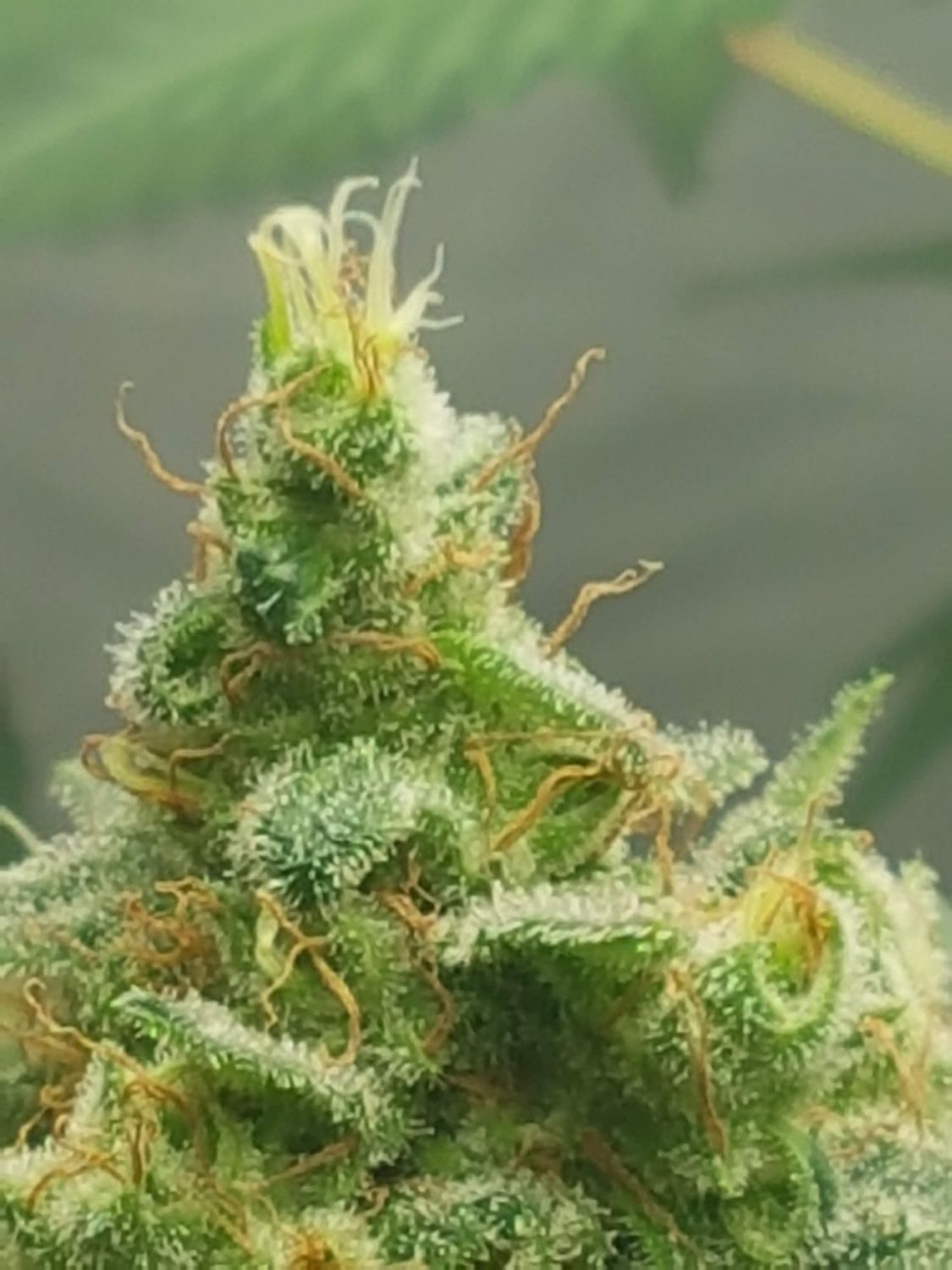 Northern Lights Strain Info / Northern Lights Weed By White Label ...