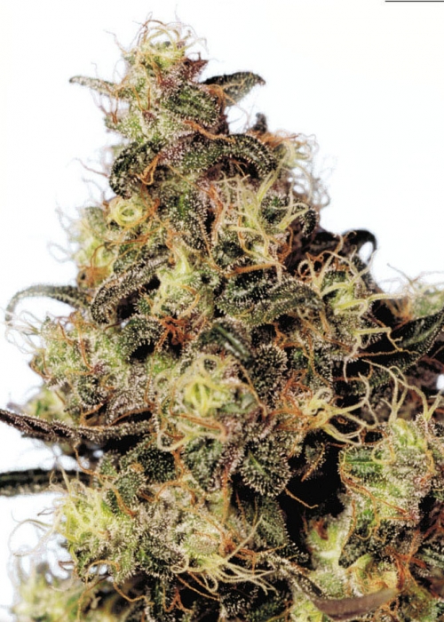 Blue Velvet Strain Info / Blue Velvet Weed By Dutch Passion - GrowDiaries