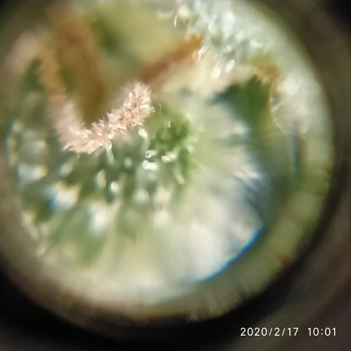 Anesthesia Strain Info / Anesthesia Weed By Pyramid Seeds - GrowDiaries