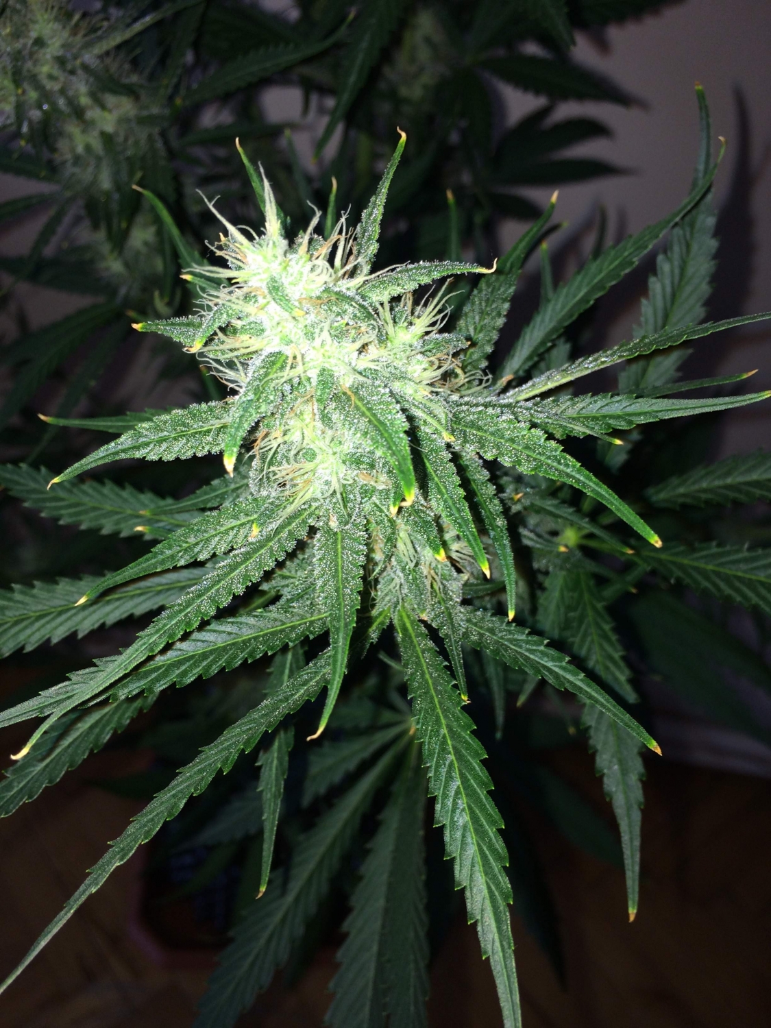 Auto Mazar Strain Info / Auto Mazar Weed By Dutch Passion - GrowDiaries