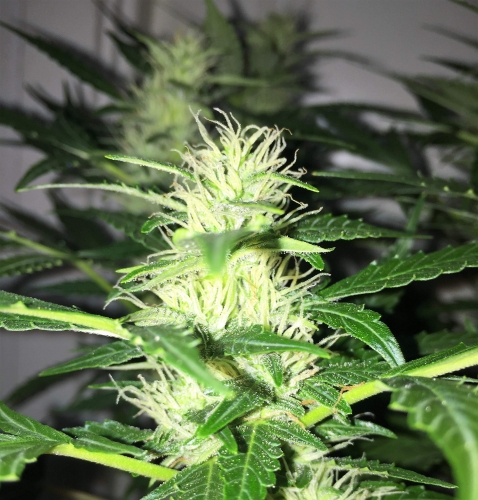 Auto Mazar Strain Info / Auto Mazar Weed By Dutch Passion - GrowDiaries