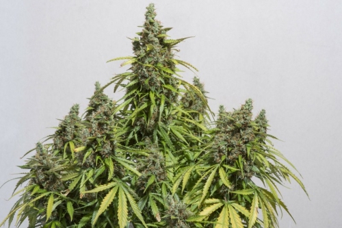 Auto Mazar Strain Info / Auto Mazar Weed By Dutch Passion - GrowDiaries