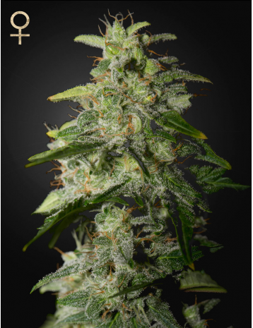 Money Maker Strain Info / Money Maker Weed By Strain Hunters - GrowDiaries