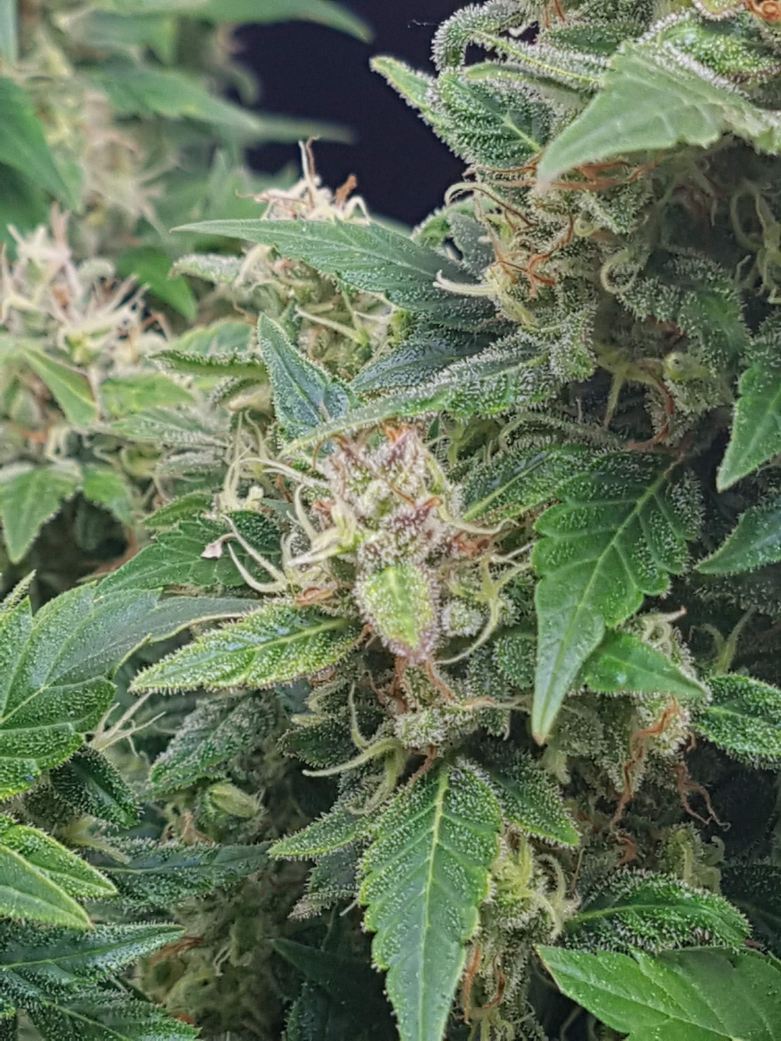 Auto Devil Strain Info / Auto Devil Weed By Blk.seeds - GrowDiaries