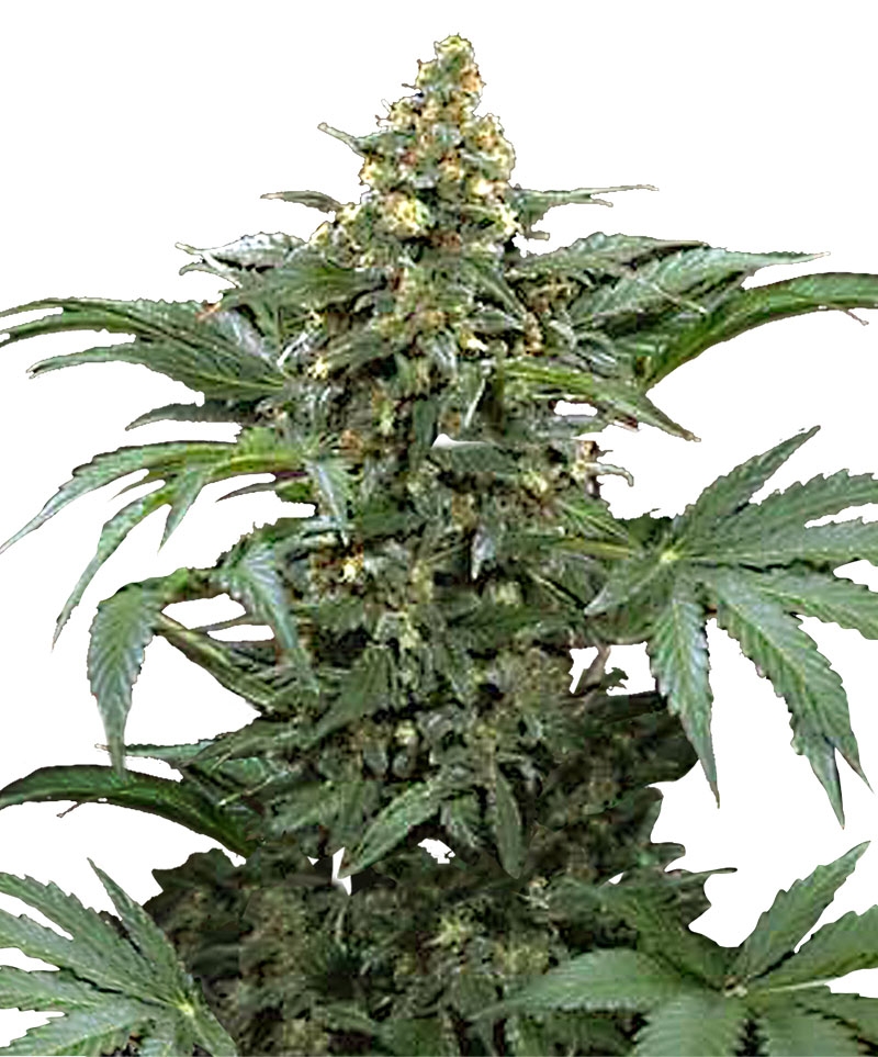 Bubble Gum Strain Info / Bubble Gum Weed By Blk.seeds - GrowDiaries